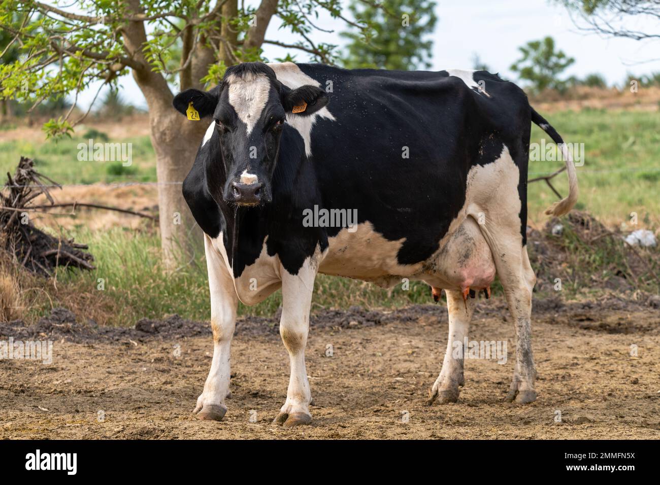Single cow hollando leaving the farm heading to eat pastures Stock ...