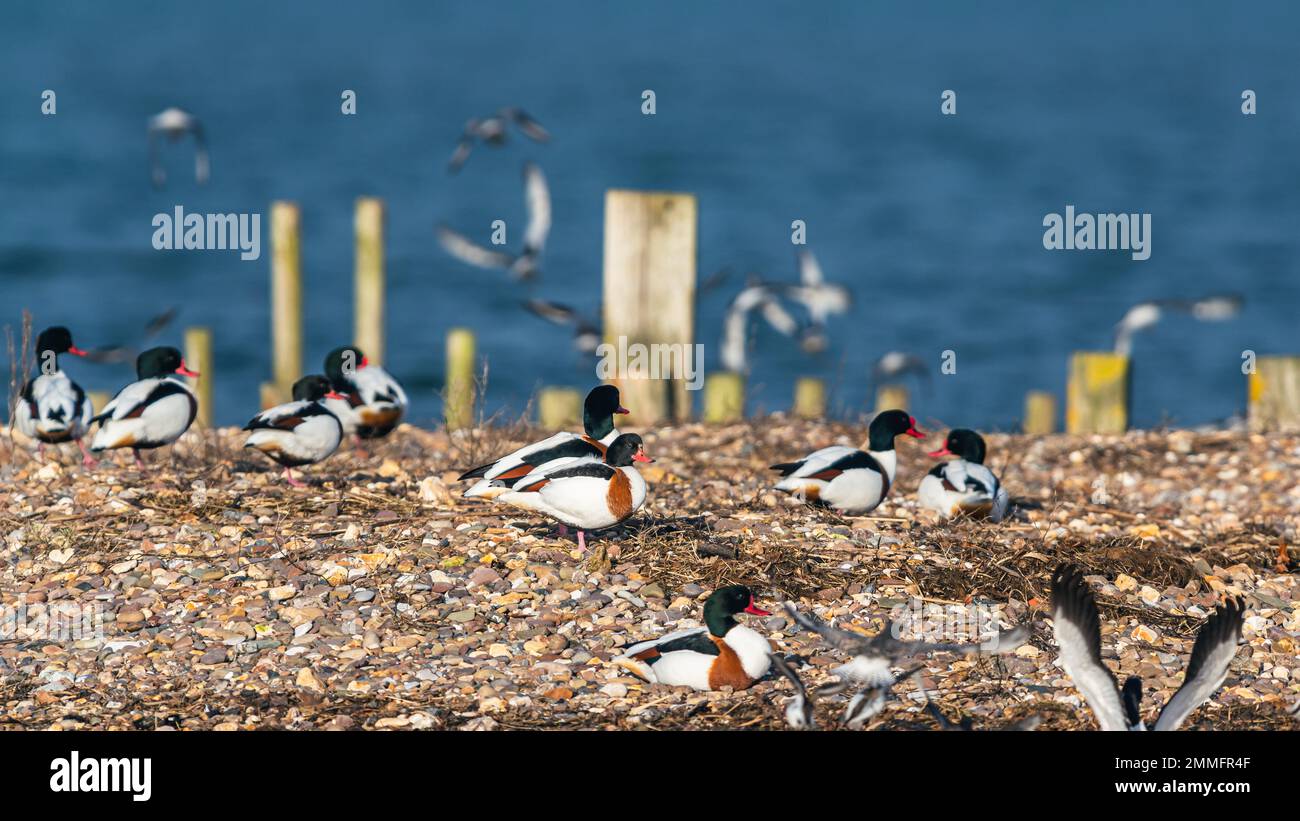 Common Shelduck, Tadorna tadorna - Ducks in the environment during ...