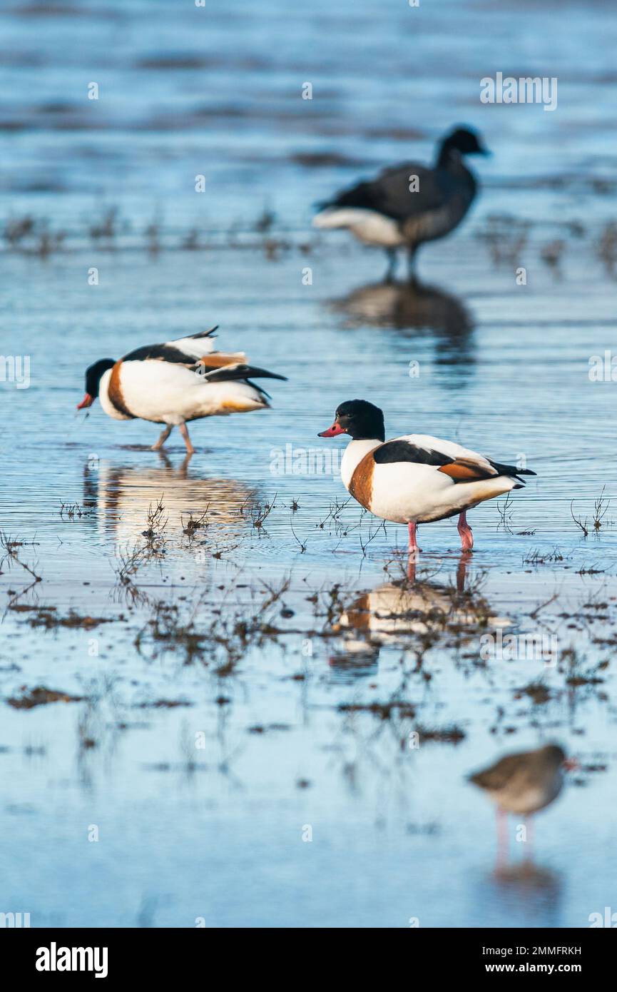 Shelduck migration hi-res stock photography and images - Alamy