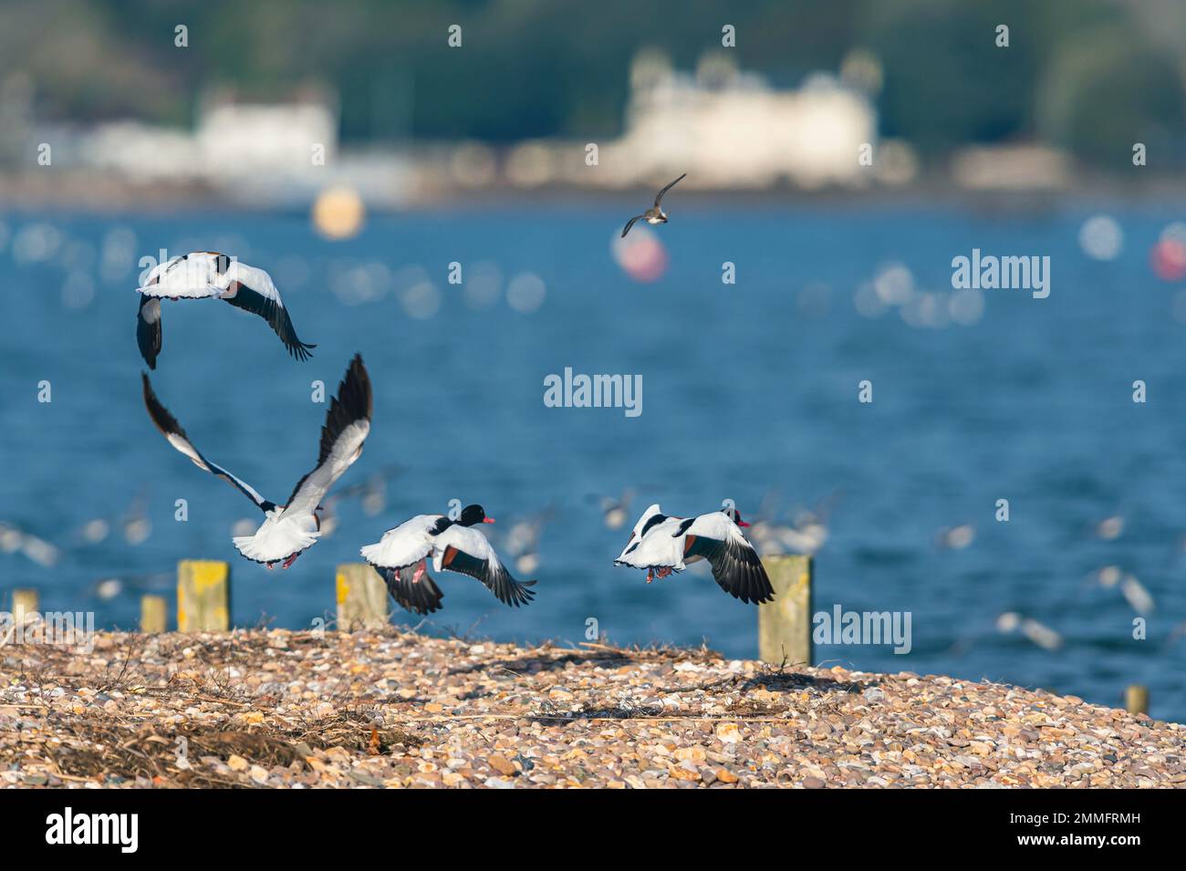 Common Shelduck, Tadorna tadorna - Ducks in the environment during ...