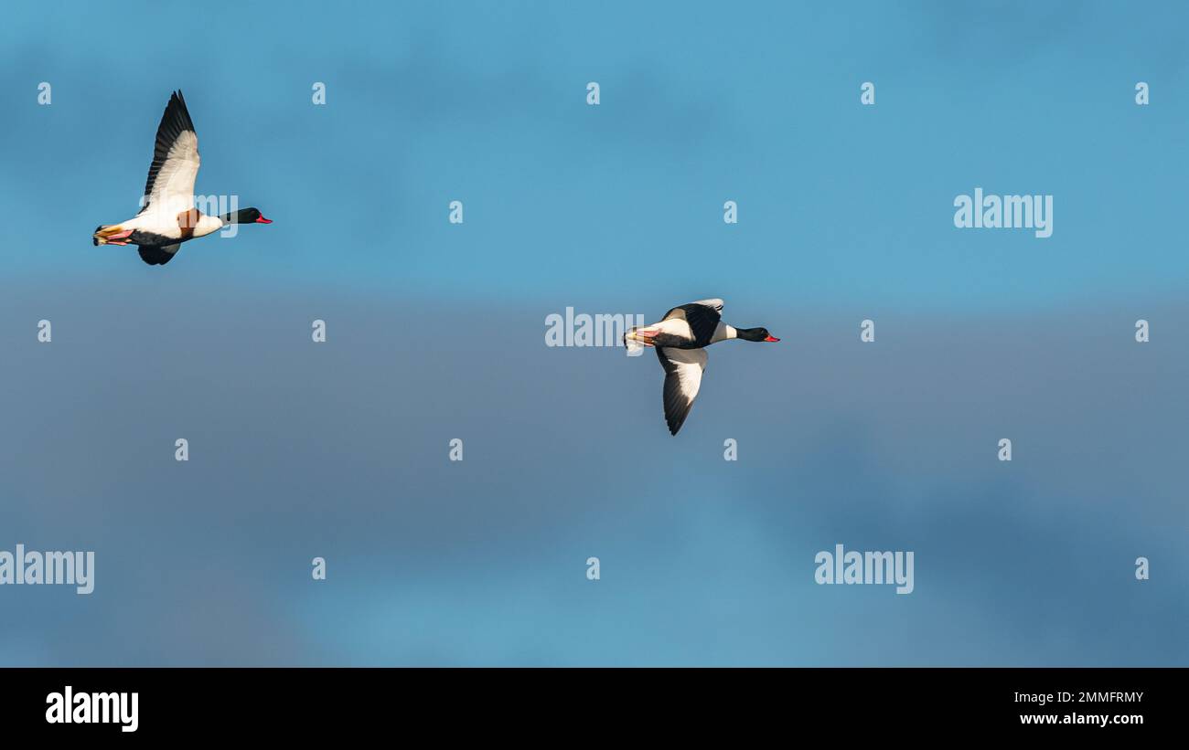 Shelduck migration hi-res stock photography and images - Alamy