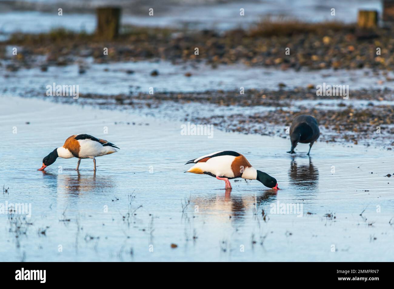 Common Shelduck, Tadorna tadorna - Ducks in the environment during ...