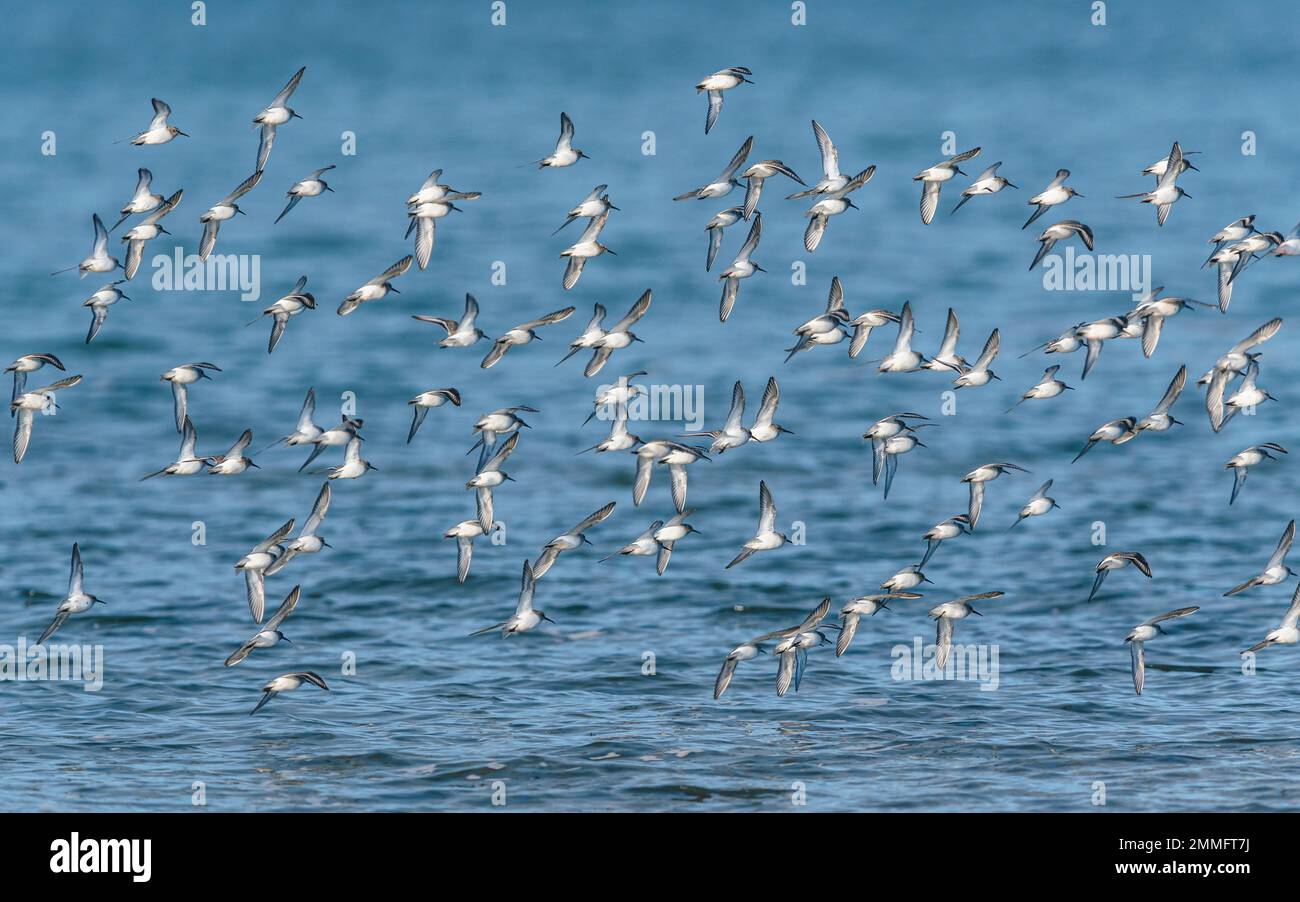 Dunlin, Calidris alpina - Dunlins in flight over environment during ...