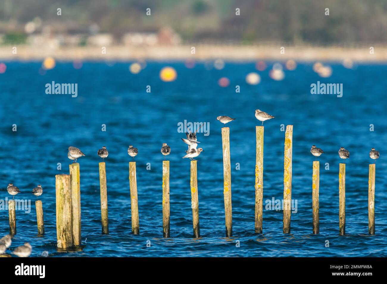 Shore bird birds hi-res stock photography and images - Alamy
