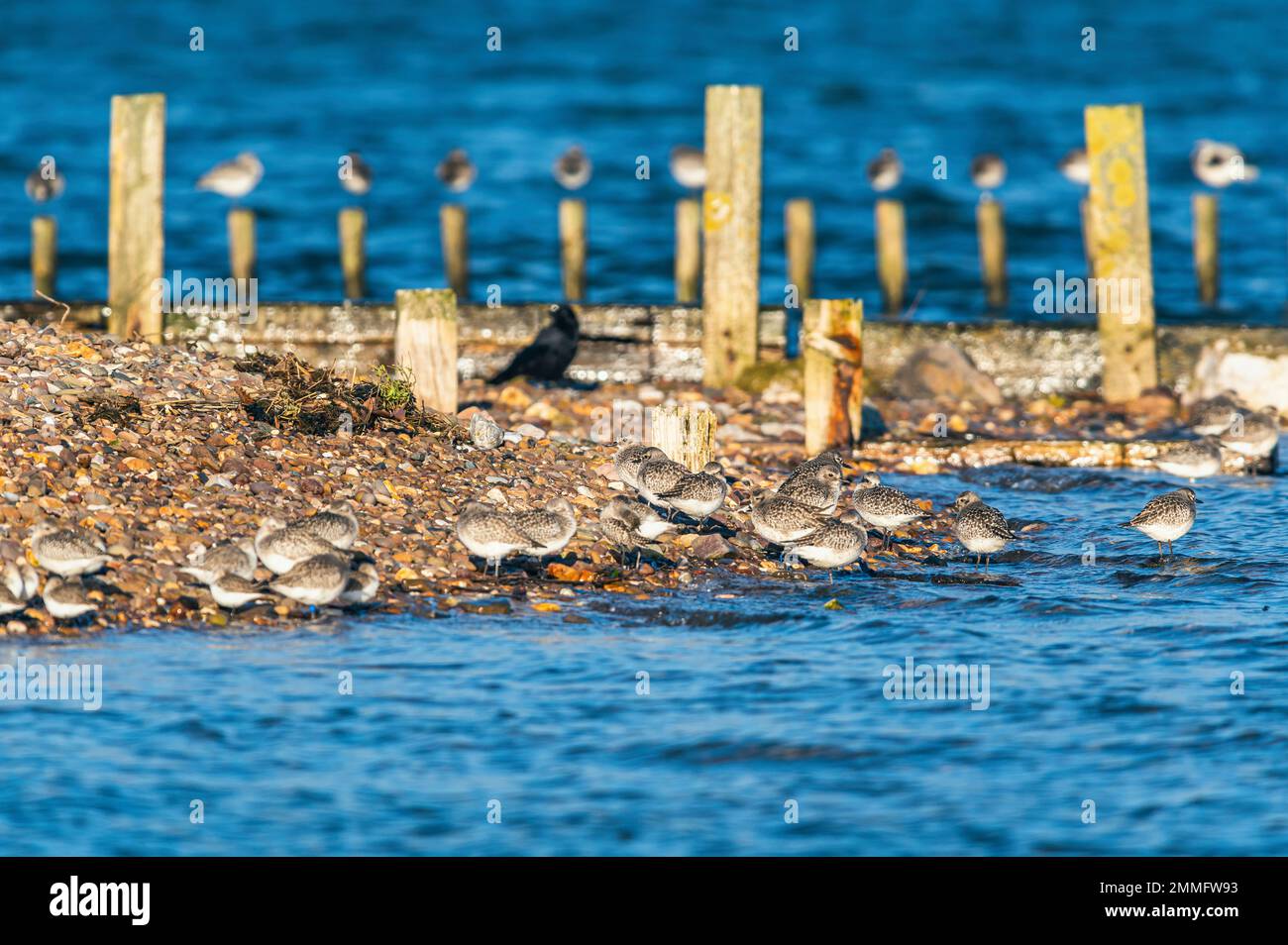 Grey Plover, Pluvialis squatarola - Birds in the environment during ...