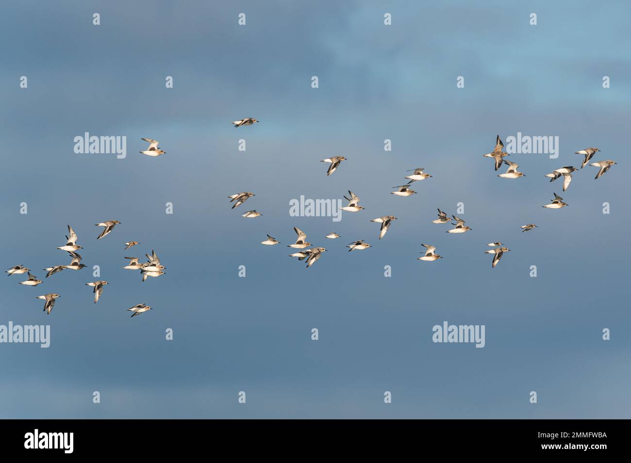 Grey Plover, Pluvialis squatarola - Birds in the environment during ...