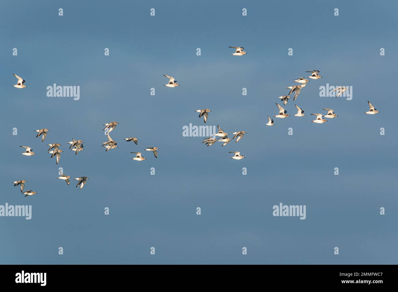 Grey Plover, Pluvialis squatarola - Birds in the environment during ...