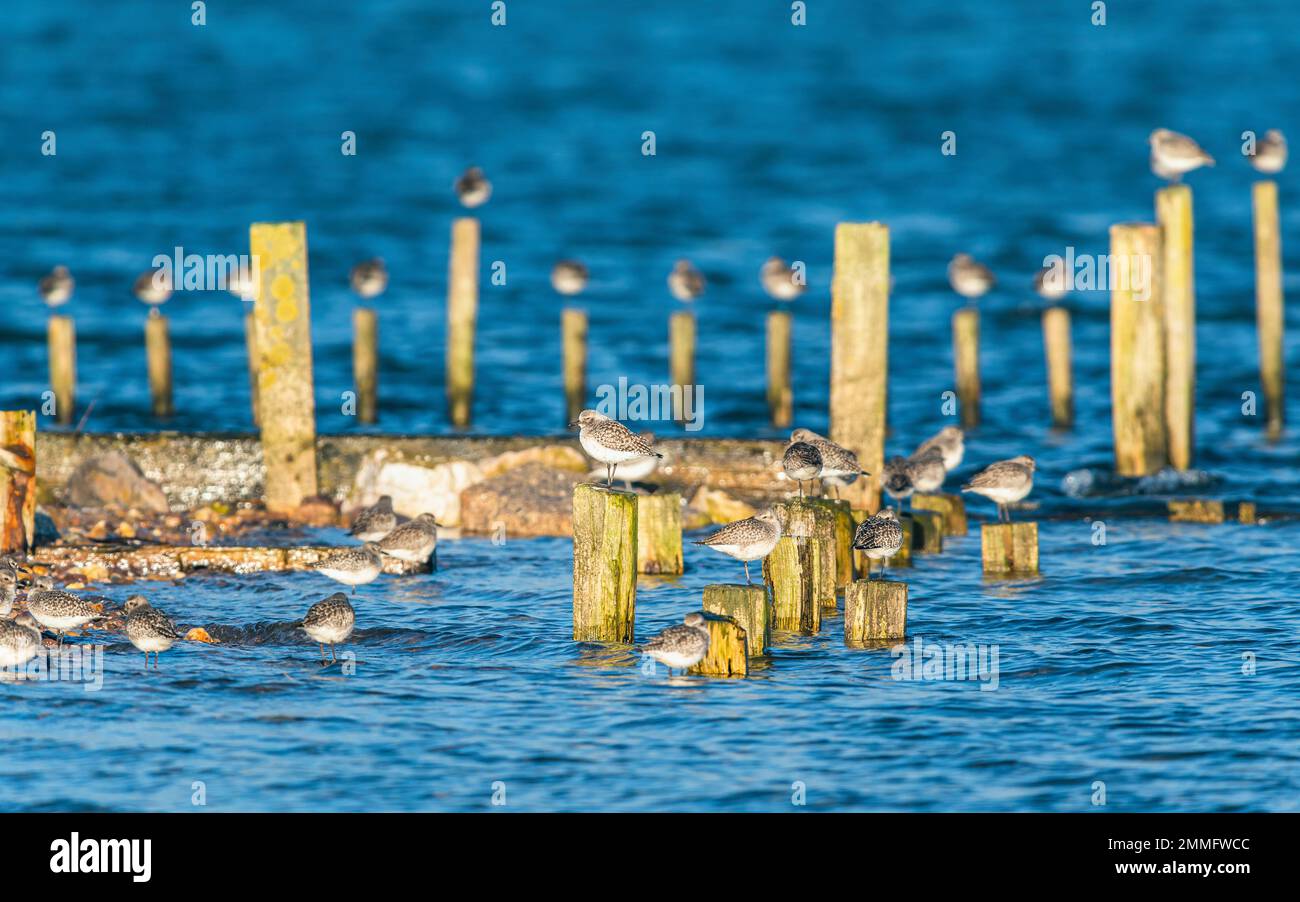 Grey Plover, Pluvialis squatarola - Birds in the environment during ...