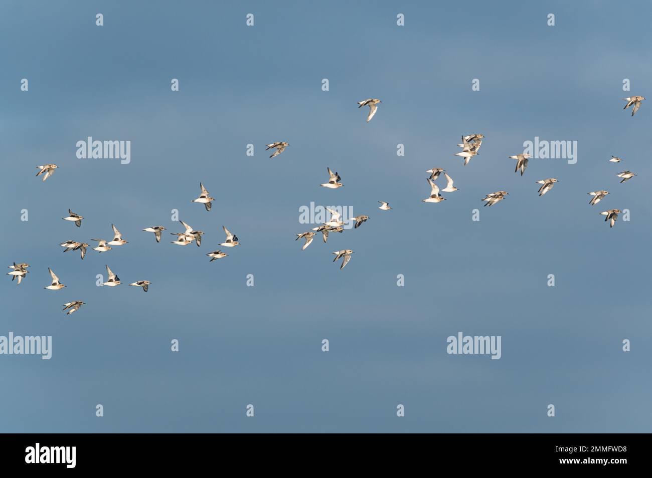 Grey Plover, Pluvialis squatarola - Birds in the environment during ...