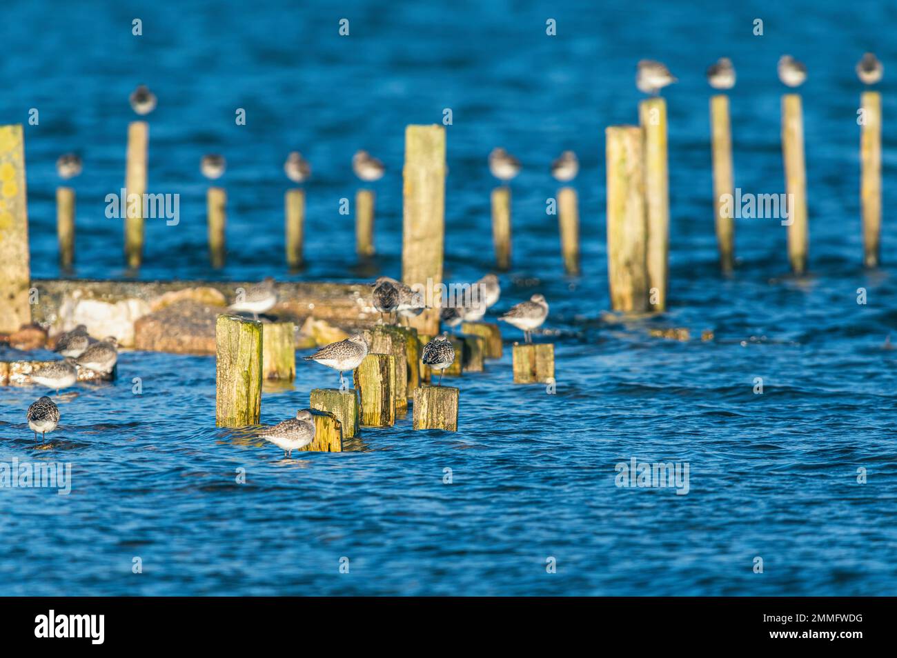 Grey Plover, Pluvialis squatarola - Birds in the environment during ...