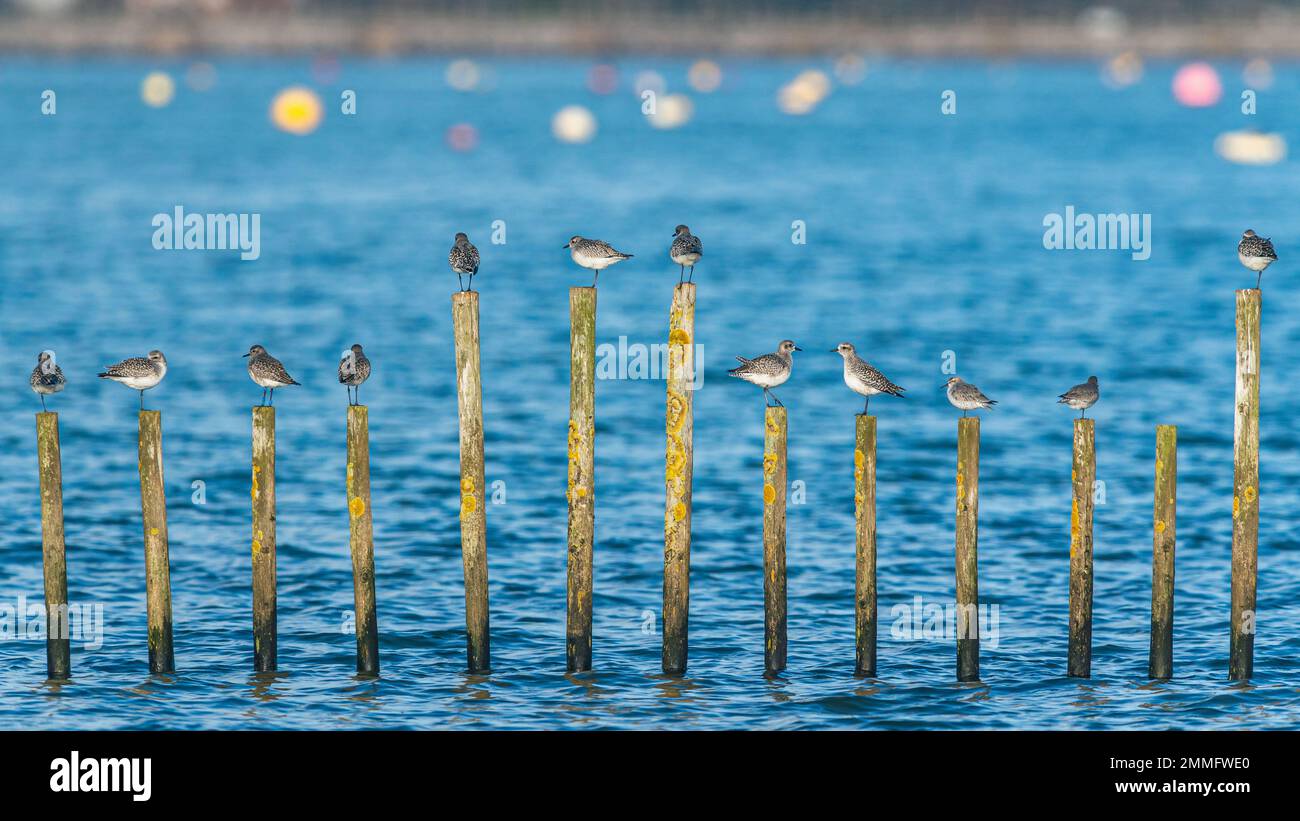 Shore bird birds hi-res stock photography and images - Alamy