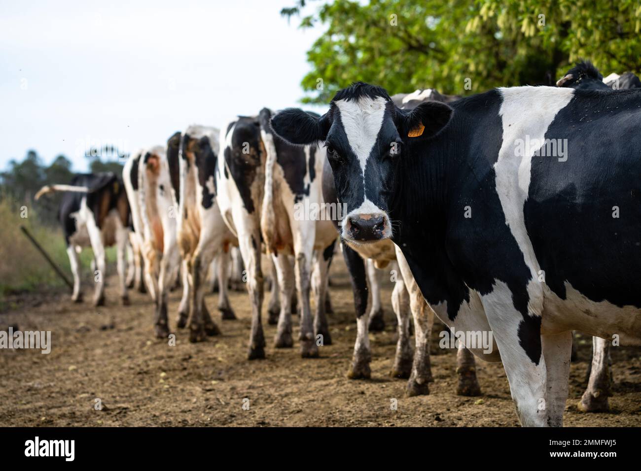 multiple cows hollando leaving the farm heading to eat pastures Stock Photo - Alamy