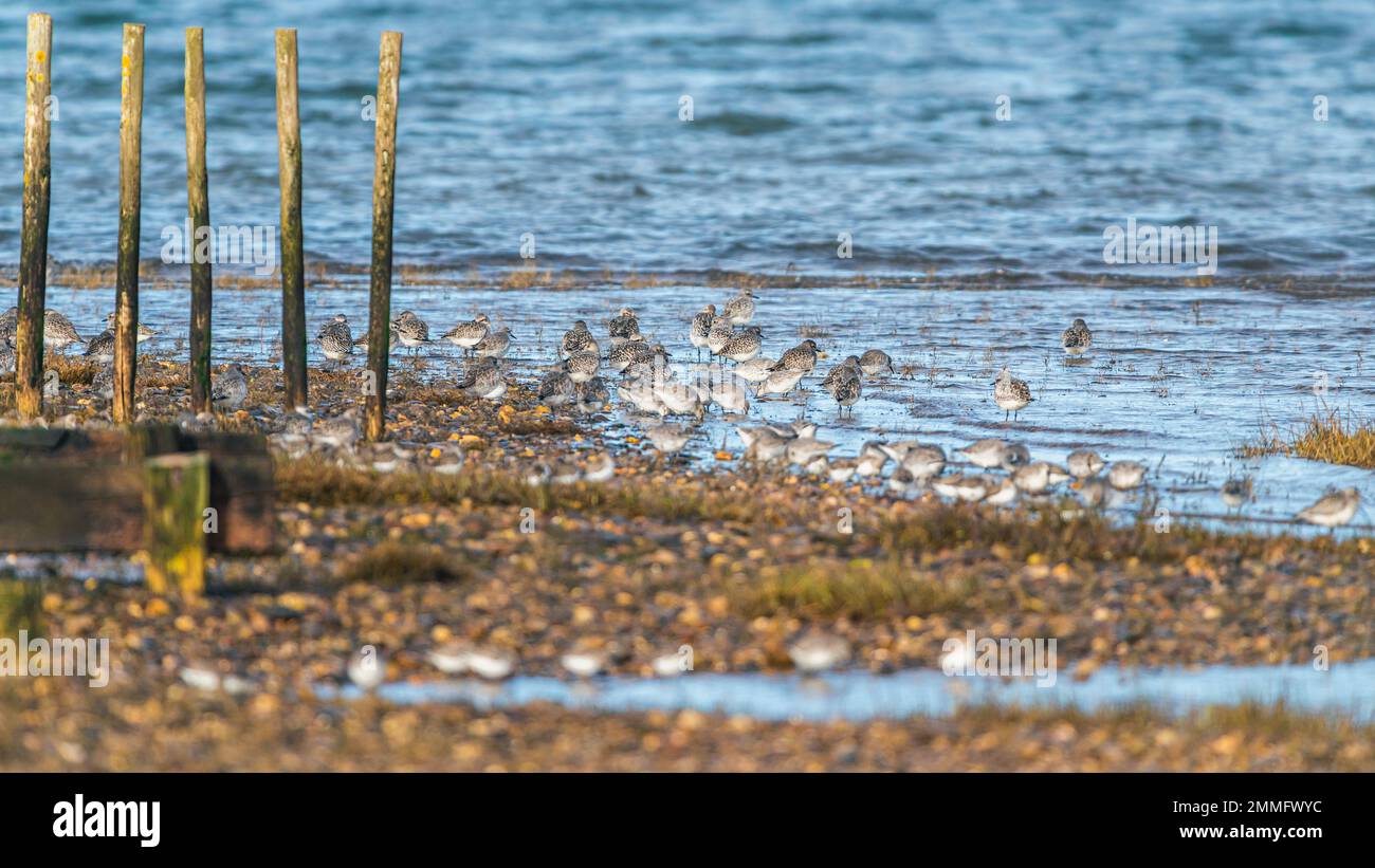 Grey Plover, Pluvialis squatarola - Birds in the environment during ...