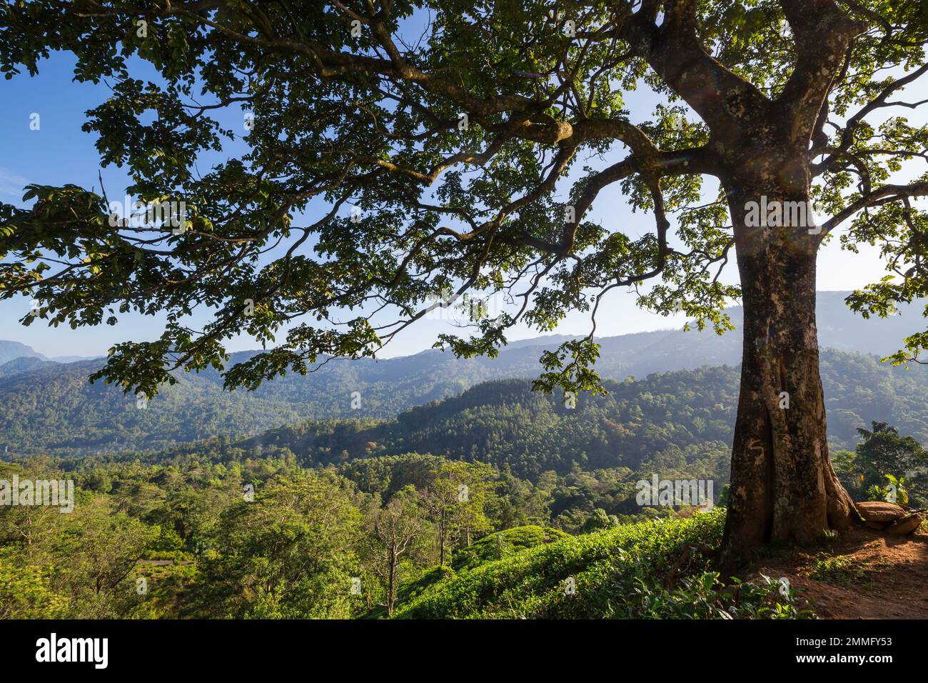 Sri Lanka landscapes - tea plantations in the mountains Stock Photo - Alamy