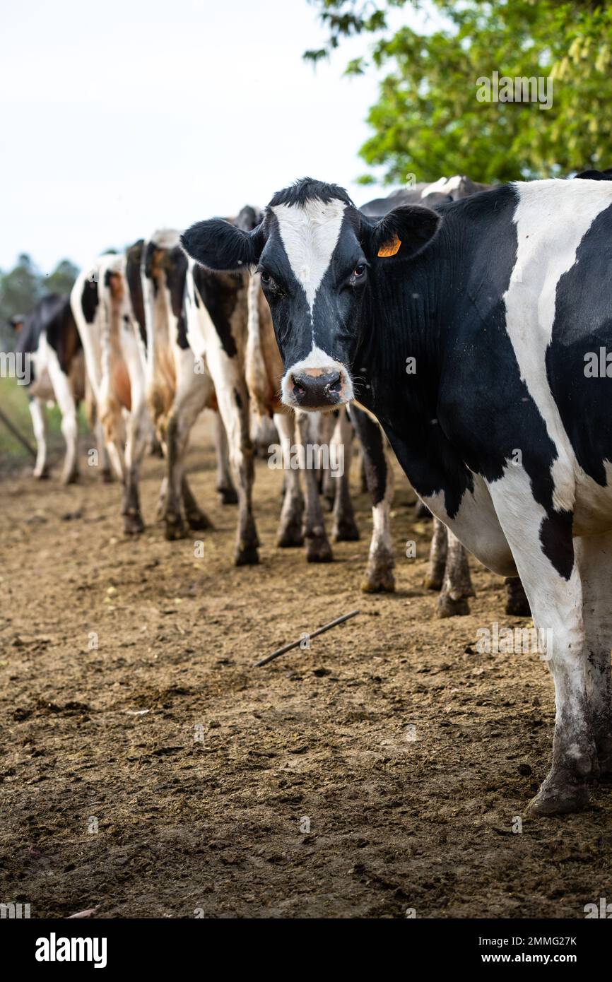 multiple cows hollando leaving the farm heading to eat pastures Stock ...