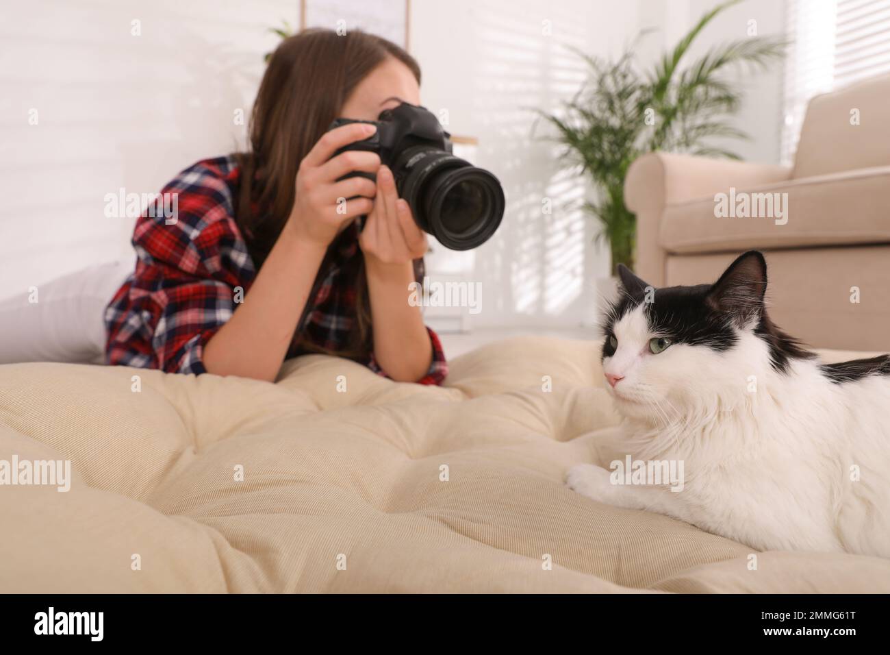 Professional animal photographer taking picture of beautiful cat at ...