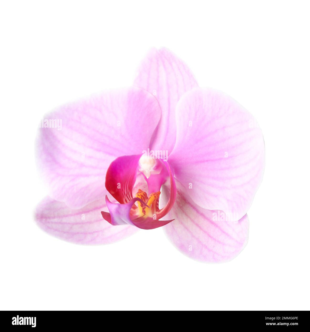 Flower of beautiful pink Phalaenopsis orchid isolated on white Stock ...