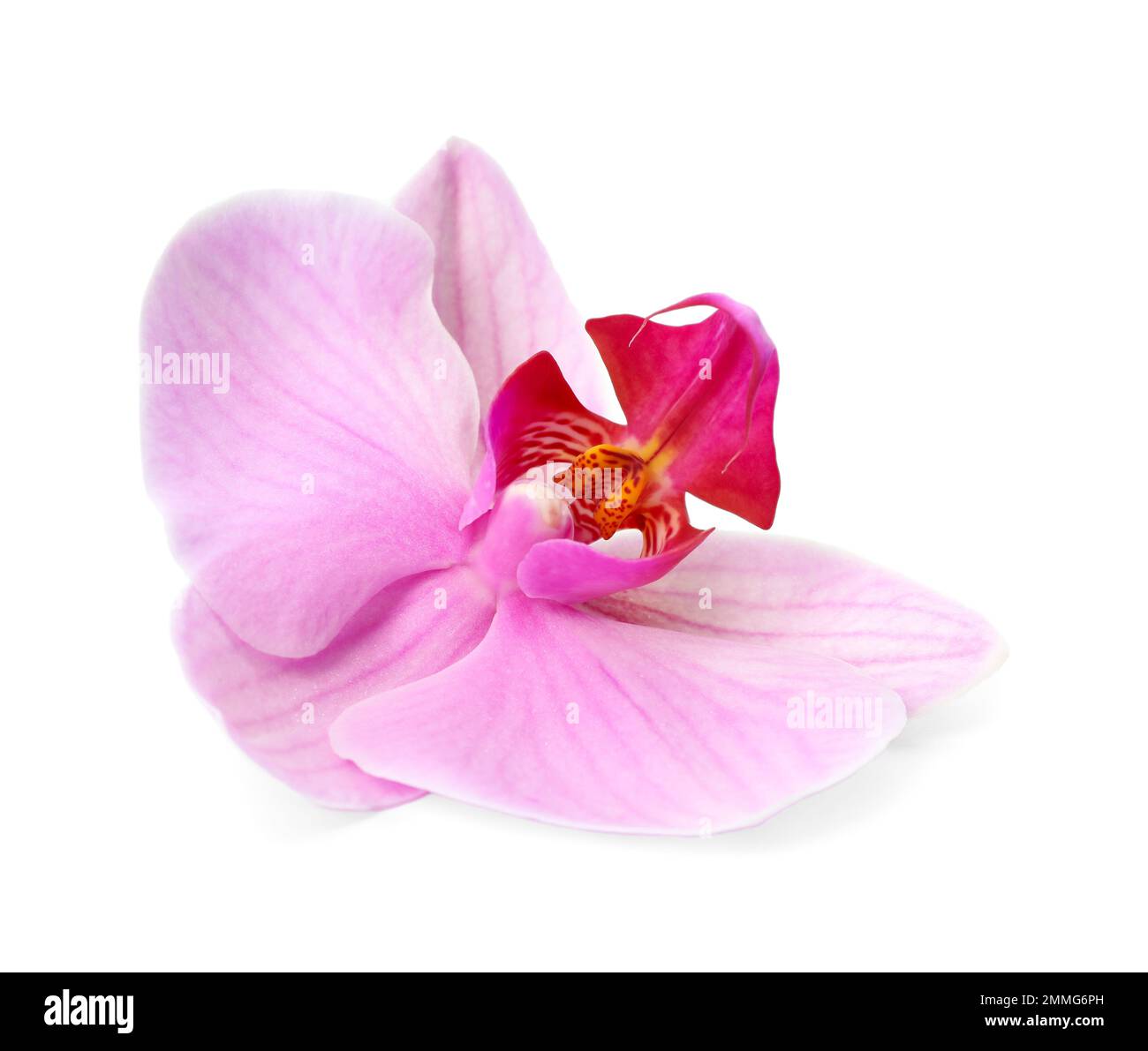 Flower of beautiful pink Phalaenopsis orchid isolated on white Stock ...