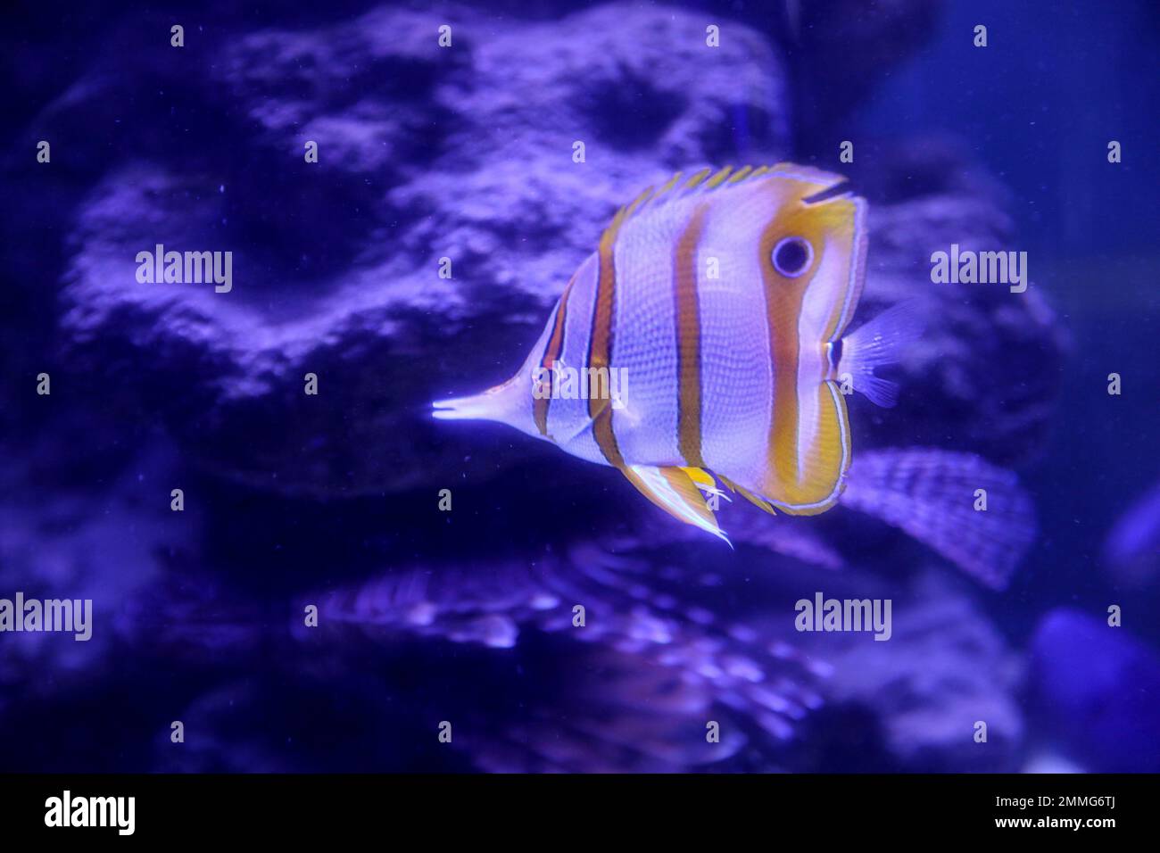 Beautiful copper banded butterfly fish in clear aquarium water Stock ...