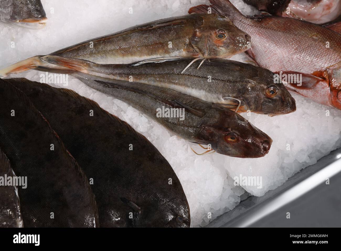 Different types of fresh fish on ice in supermarket Stock Photo - Alamy