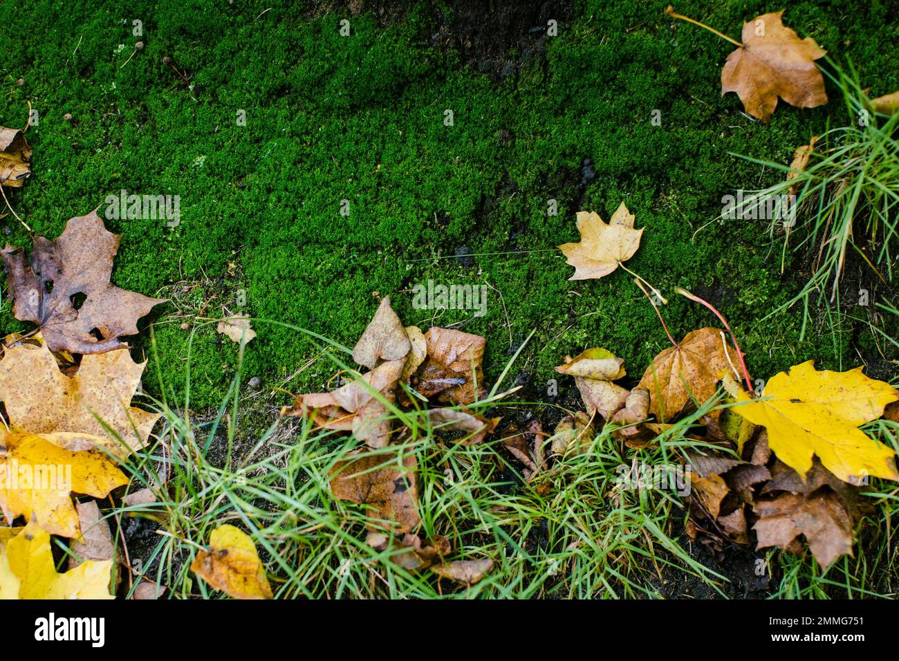Wet green moss hi-res stock photography and images - Alamy