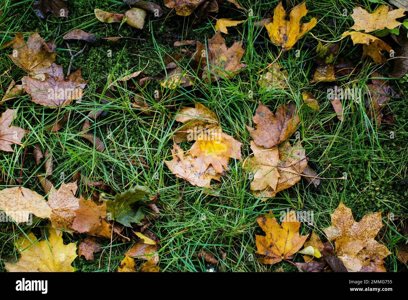 Texture of damp green grass with fallen leaves Stock Photo - Alamy