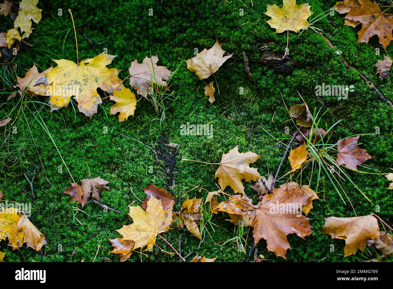 Texture of fallen autumn leaves lying on damp green moss Stock Photo ...