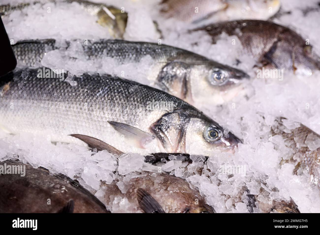 Different types of fresh fish with ice in supermarket, closeup Stock ...
