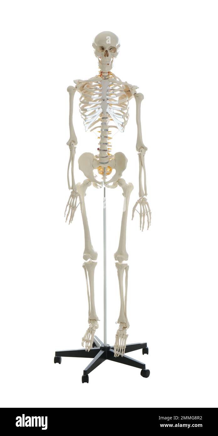 Artificial human skeleton model isolated on white Stock Photo - Alamy