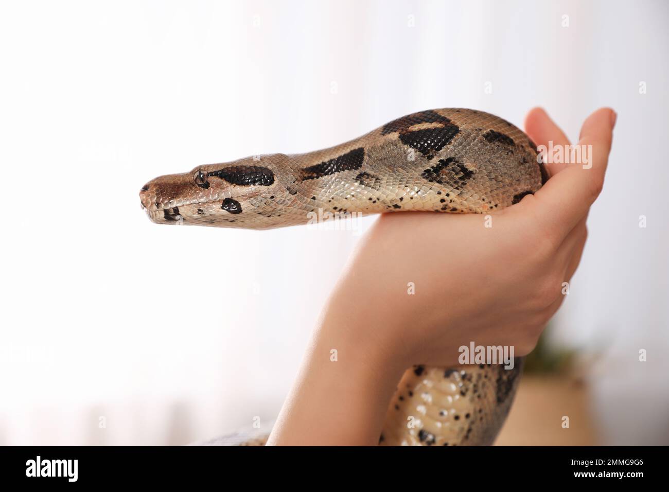 Woman with her boa constrictor at home, closeup. Exotic pet Stock Photo ...