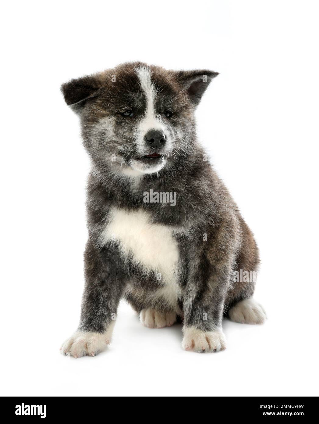 Cute Akita inu puppy on white background. Friendly dog Stock Photo - Alamy