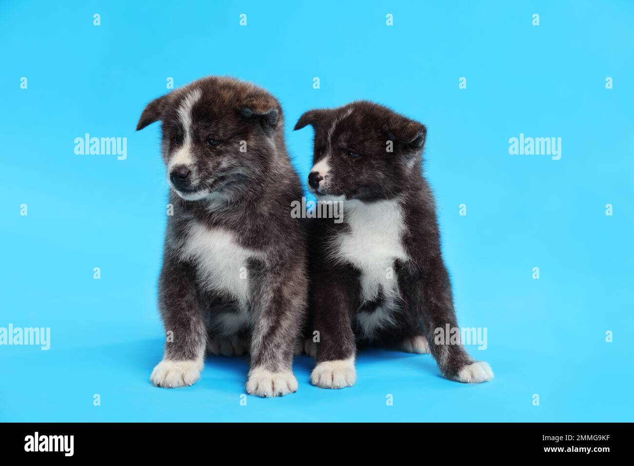 Cute Akita inu puppies on light blue background. Friendly dogs Stock ...