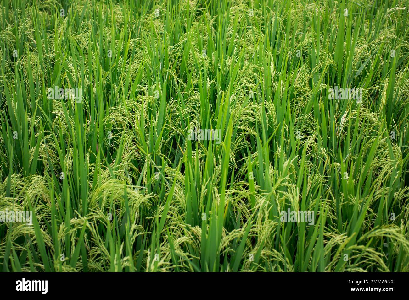 The texture of Balinese green rice fields Stock Photo - Alamy