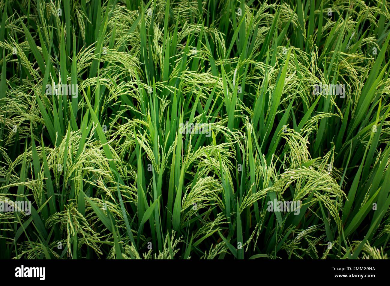 The texture of green fields of rice Stock Photo - Alamy