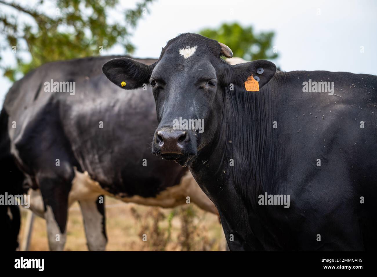 multiple cows hollando leaving the farm heading to eat pastures Stock ...