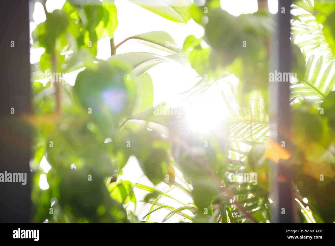 Beautiful view through window on garden in morning Stock Photo - Alamy