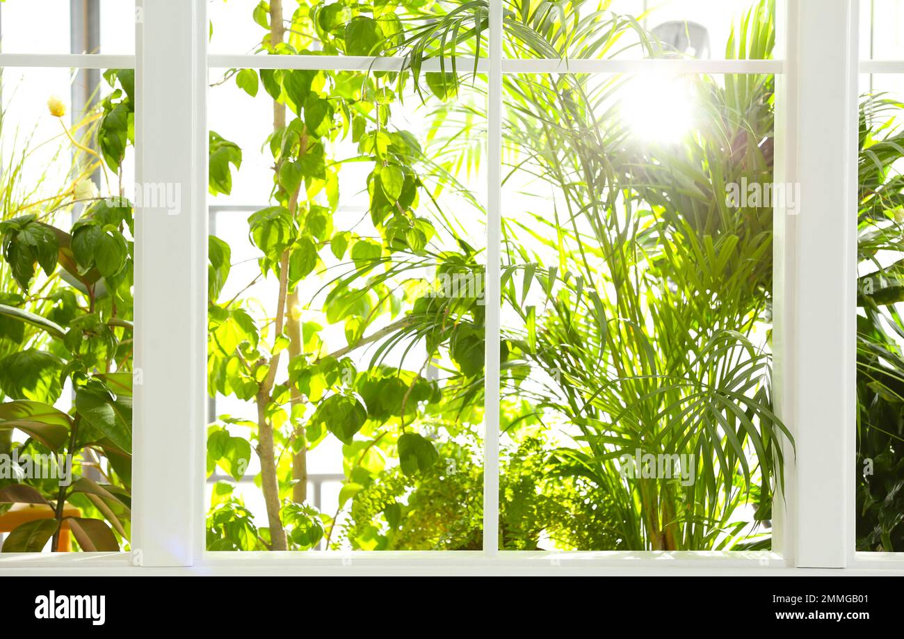Beautiful view through window on garden in morning Stock Photo - Alamy