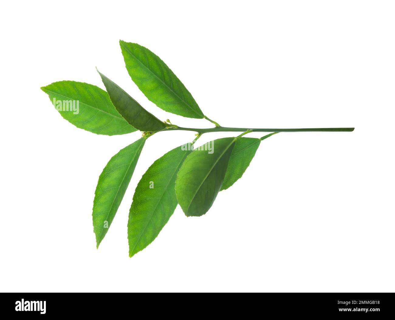 Fresh twig with green citrus leaves isolated on white Stock Photo - Alamy