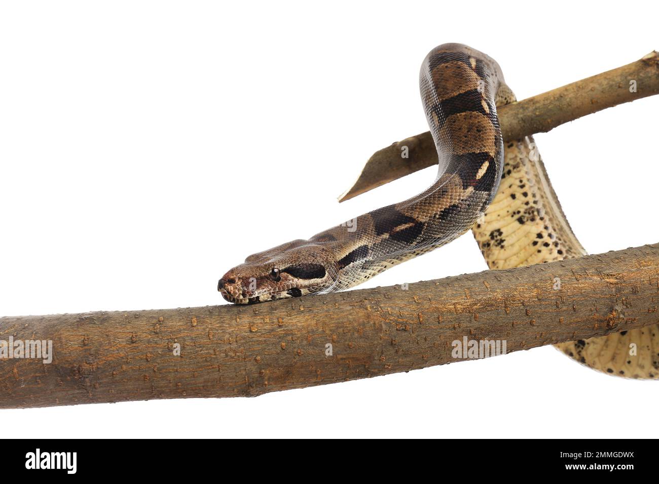 Brown boa constrictor on tree branch against white background Stock ...
