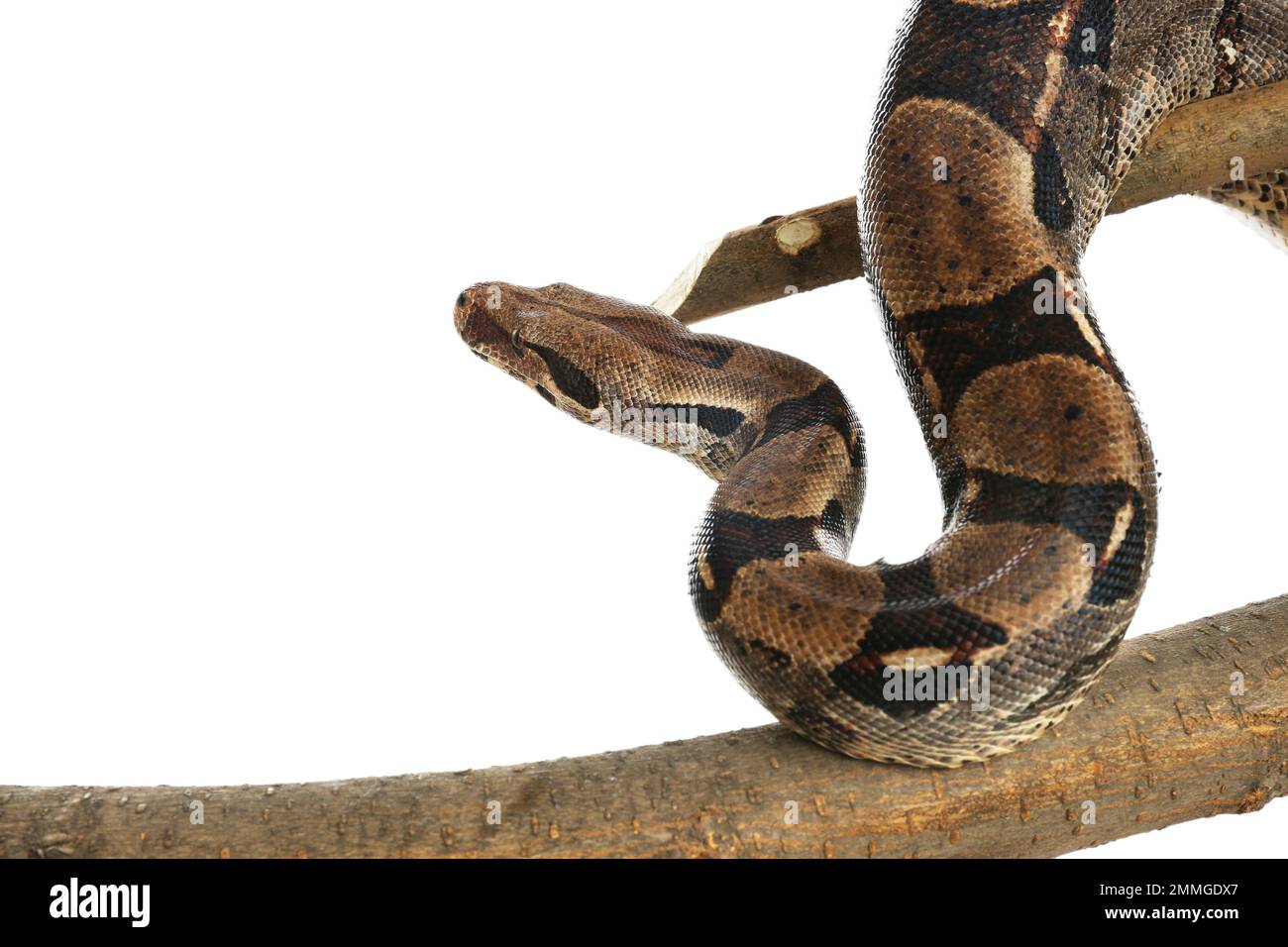 Brown boa constrictor on tree branch against white background Stock ...