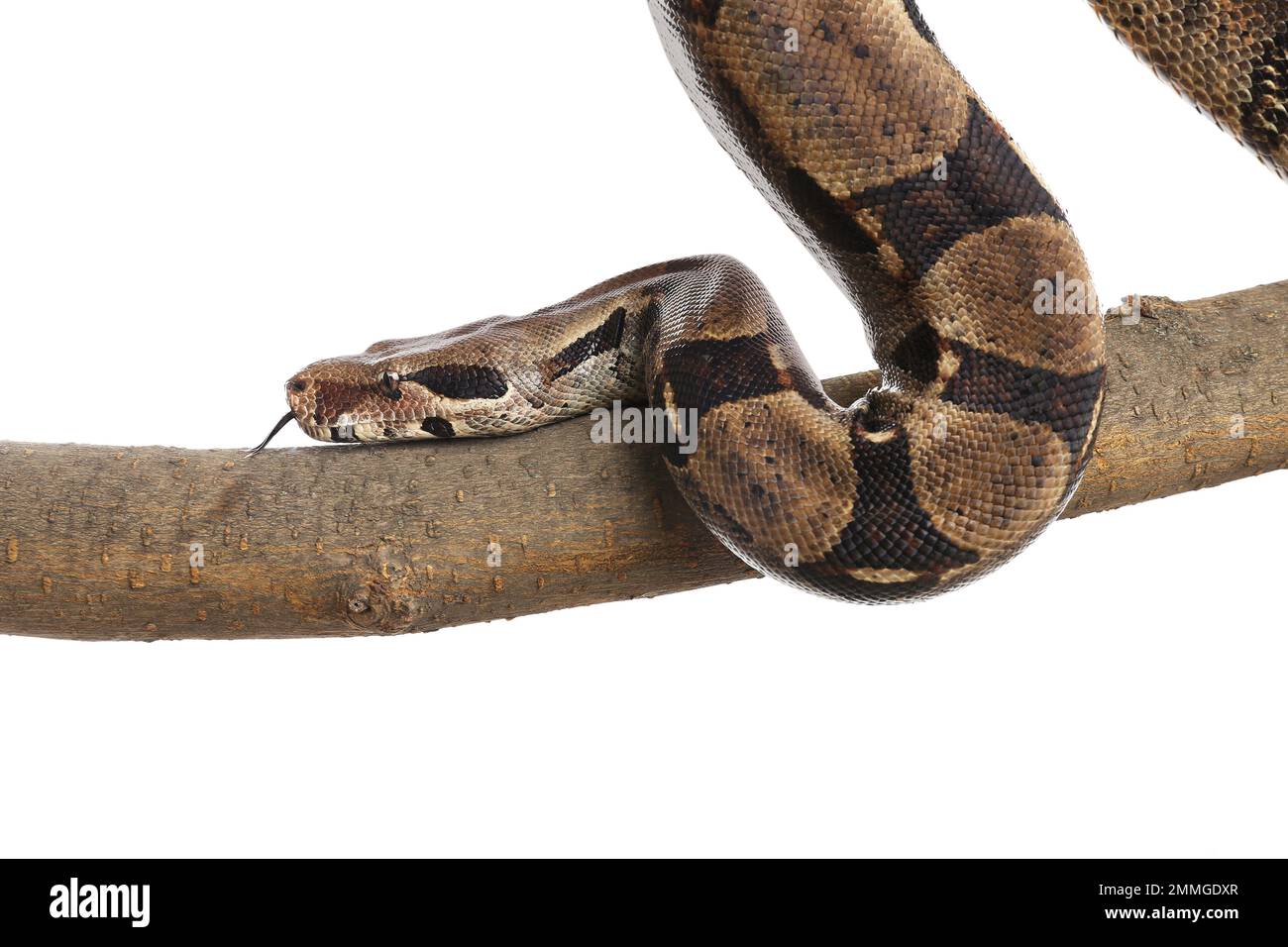 Brown boa constrictor on tree branch against white background Stock ...