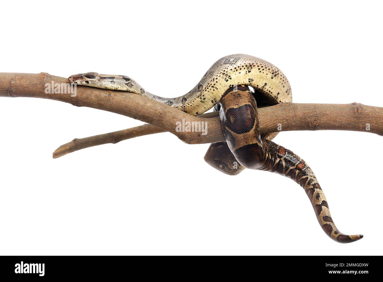 Brown boa constrictor on tree branch against white background Stock ...