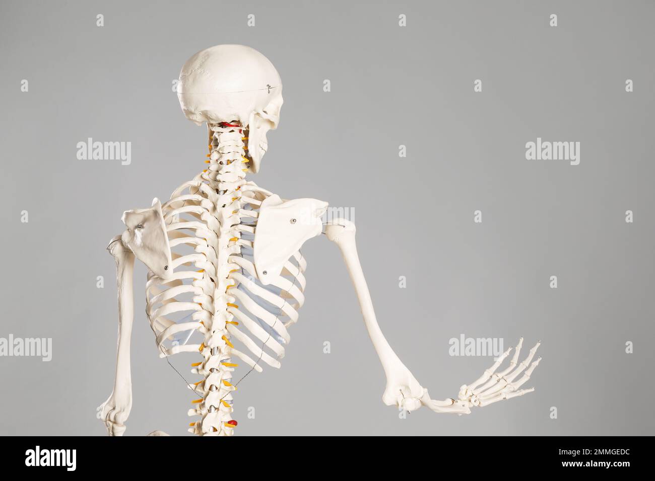 Artificial human skeleton model on grey background, back view. Space ...