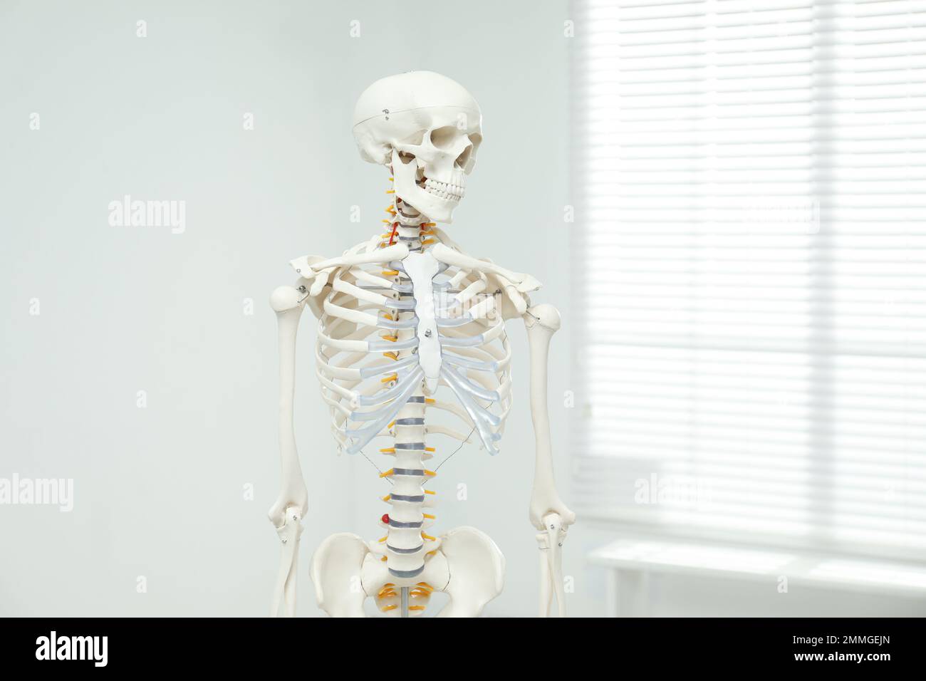 Human skeleton at the window hi-res stock photography and images - Alamy