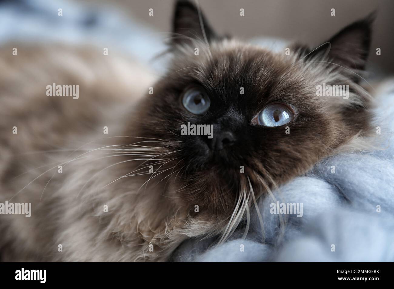 Balinese kitty cat hi-res stock photography and images - Alamy