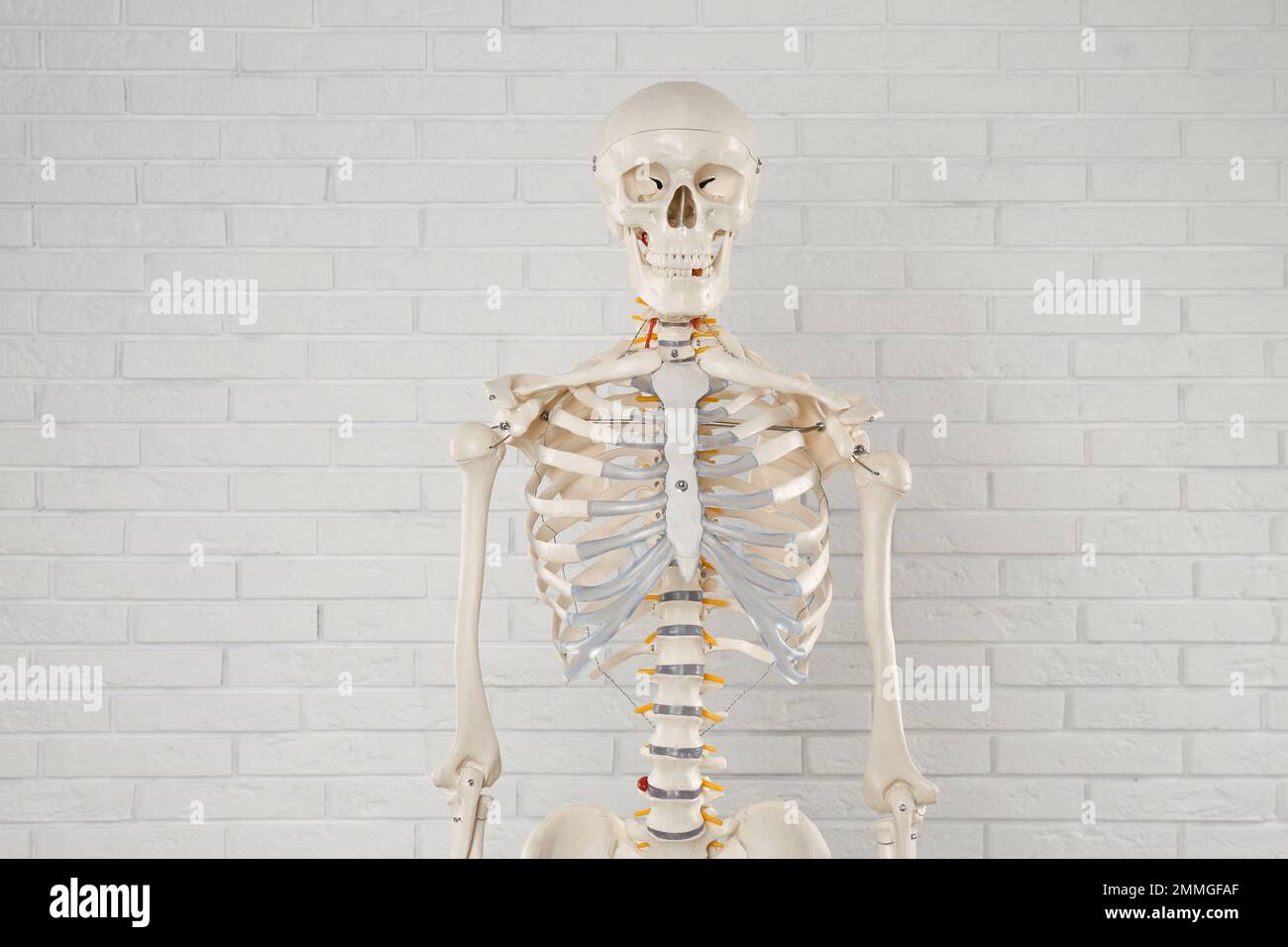 Artificial human skeleton model near white brick wall Stock Photo - Alamy