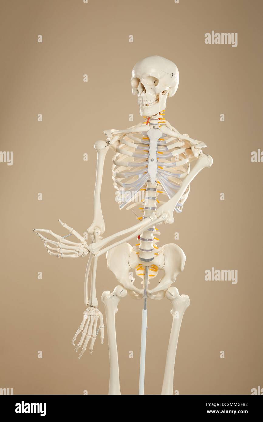 Artificial human skeleton model on beige background Stock Photo - Alamy