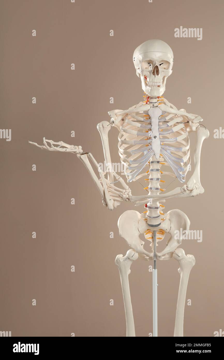 Artificial human skeleton model on beige background Stock Photo - Alamy