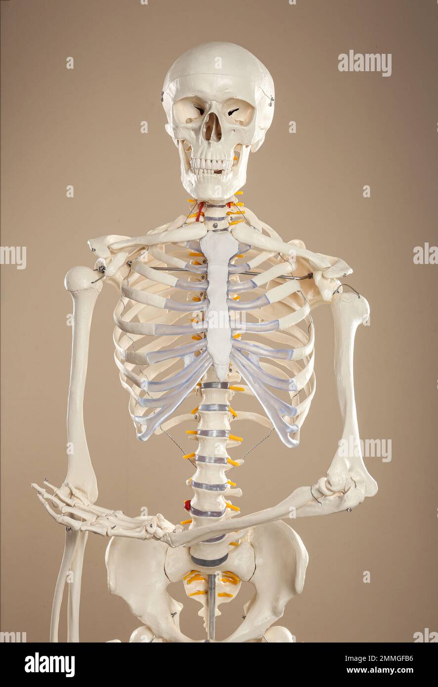 Artificial human skeleton model on beige background Stock Photo - Alamy
