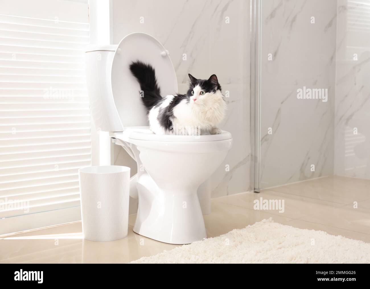 Cute cat sitting on toilet bowl in bathroom Stock Photo - Alamy